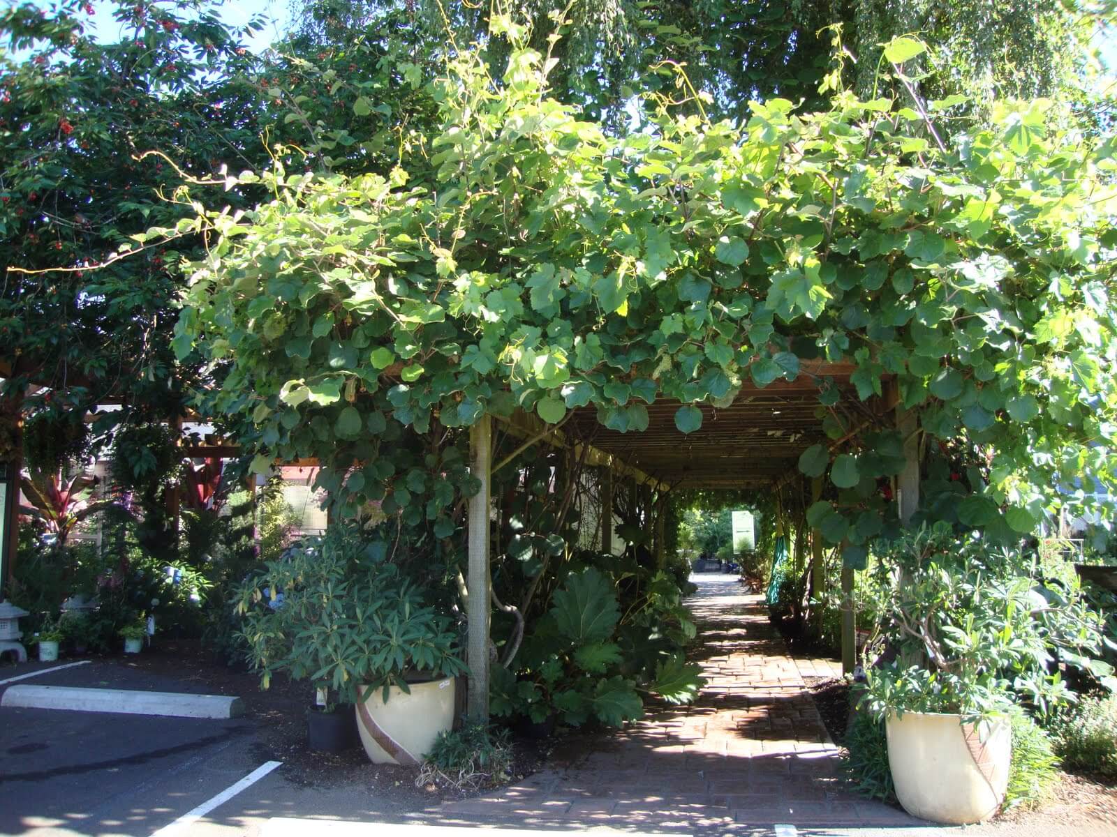 Kiwi Trellis